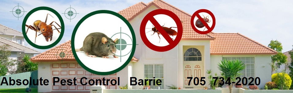 Pest Control Barrie - Your Barrie Pest Control Services
