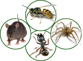 Pest Control Barrie - Your Barrie Pest Control Services