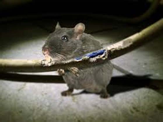 Pest Control Barrie - Your Barrie Pest Control Services
