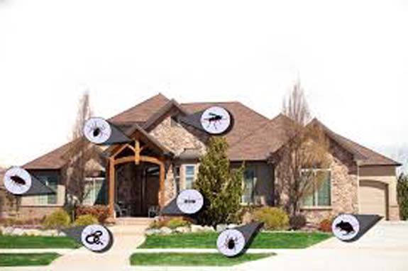 Pest Control Barrie - Your Barrie Pest Control Services